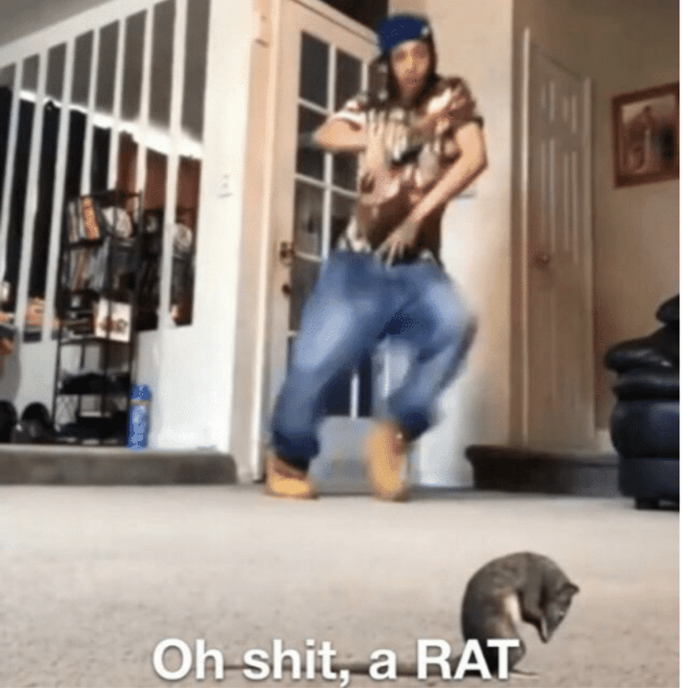 Meme Generator - Oh shit a rat - Newfa Stuff