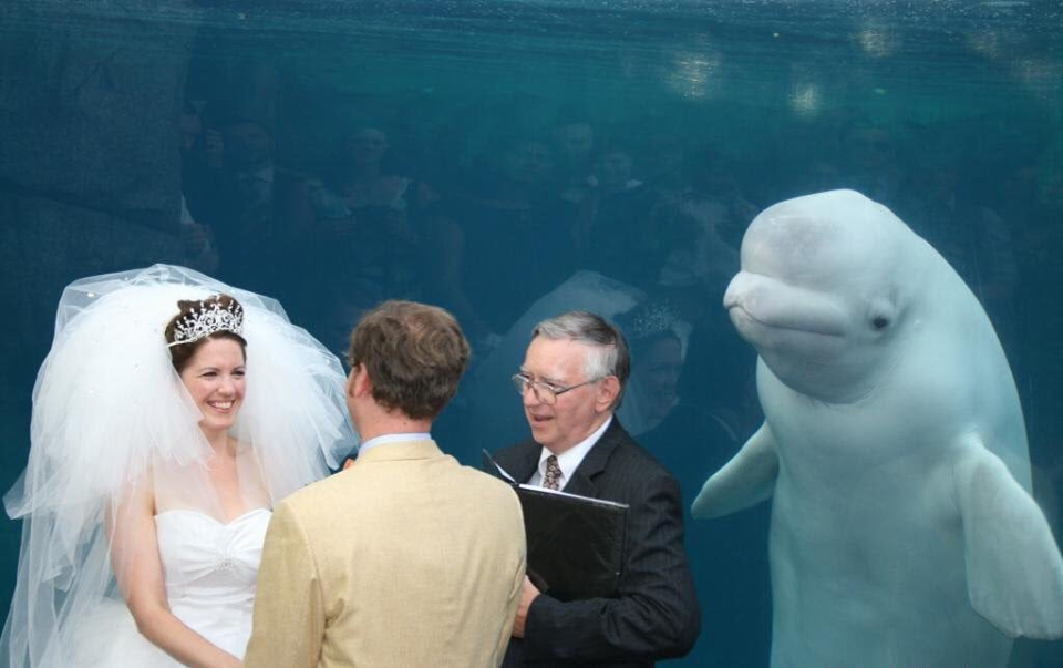 Whale watching wedding: Whale, wedding, married, couple, watching : r ...