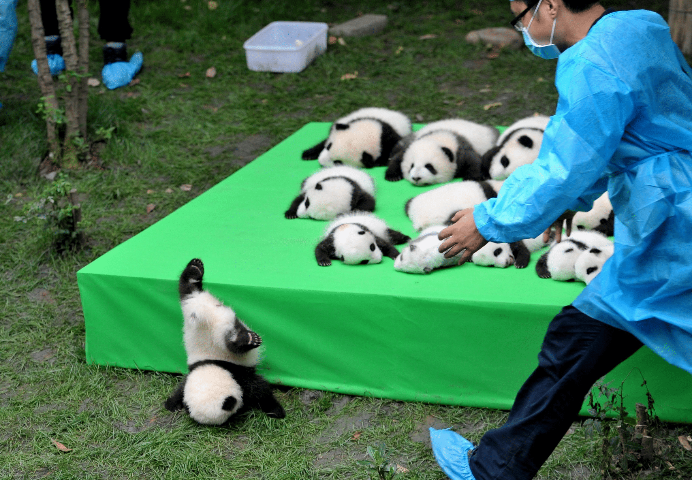 Meme Generator - Falling Panda - Newfa Stuff