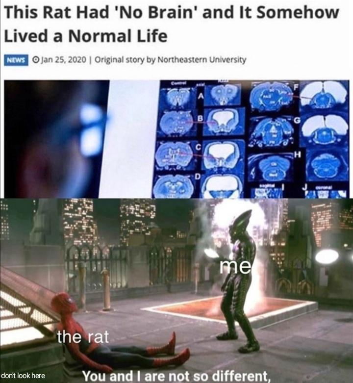 Submission: No brain? No problem! - Newfa Stuff