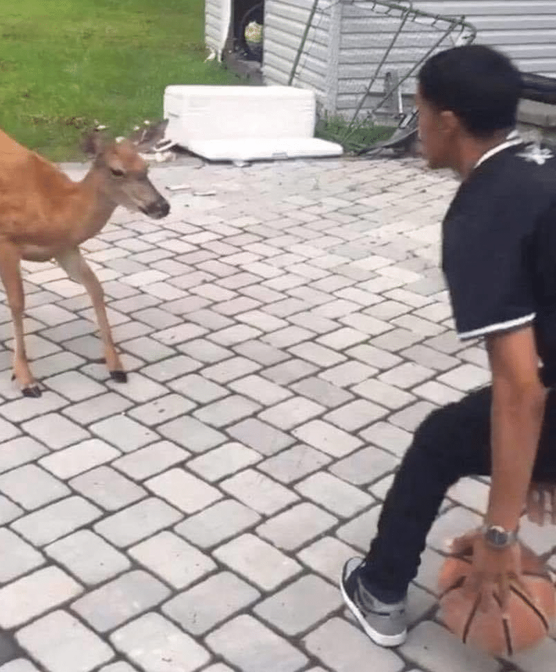 Meme Generator - Playing basketball against deer - Newfa Stuff