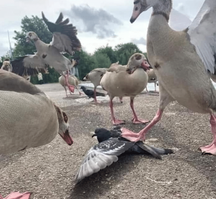 Ducks stepping on bird: Animal, Vs, Stepping, Stomping, Crushing, Bird ...
