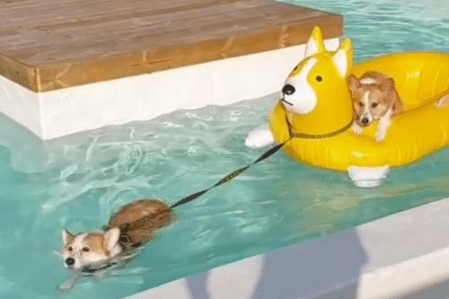 Corgi tugging corgi boat: Animal, Dog, Corgi, Pulling, Tugging, Boat ...