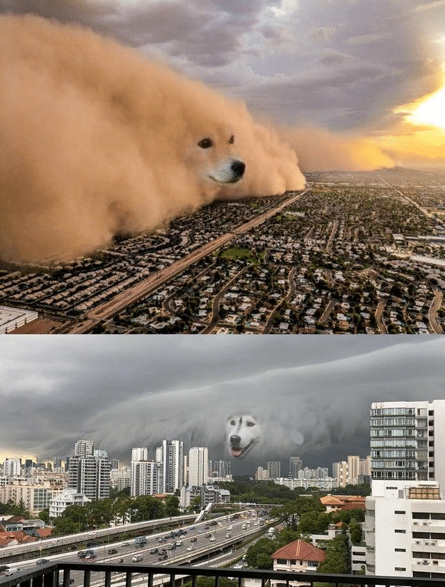 Meme Generator - Two dog storms - Newfa Stuff