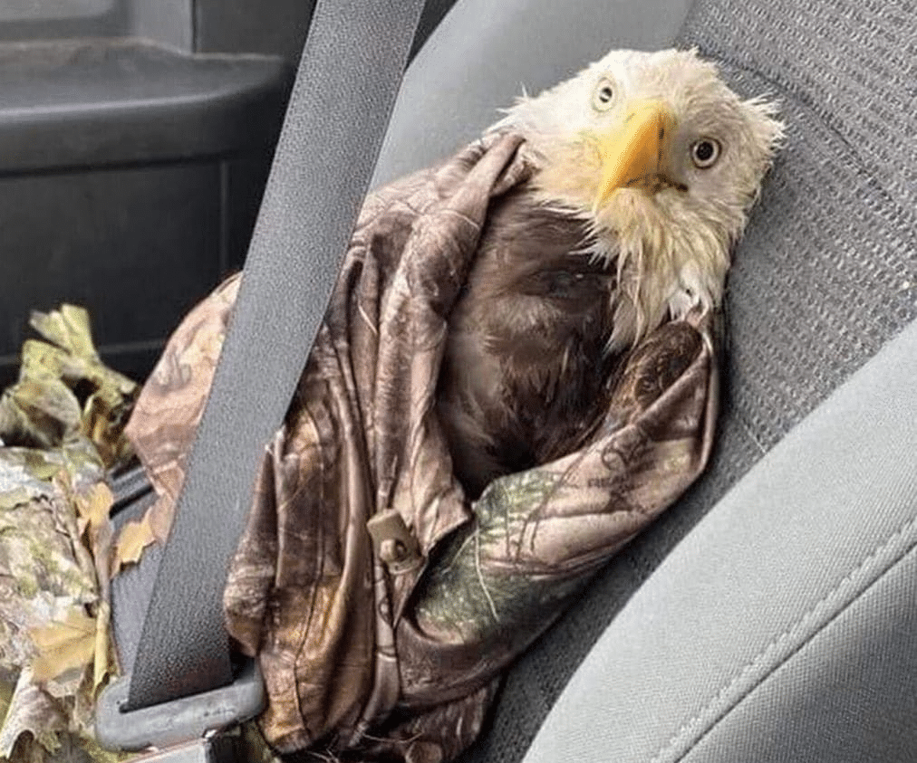 Eagle in passenger seat: Animal, Eagle, Sitting, Passenger, Car ...