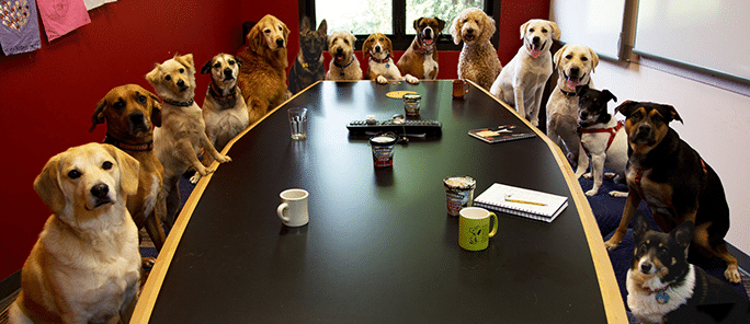 Meme Generator - Dogs at meeting table - Newfa Stuff