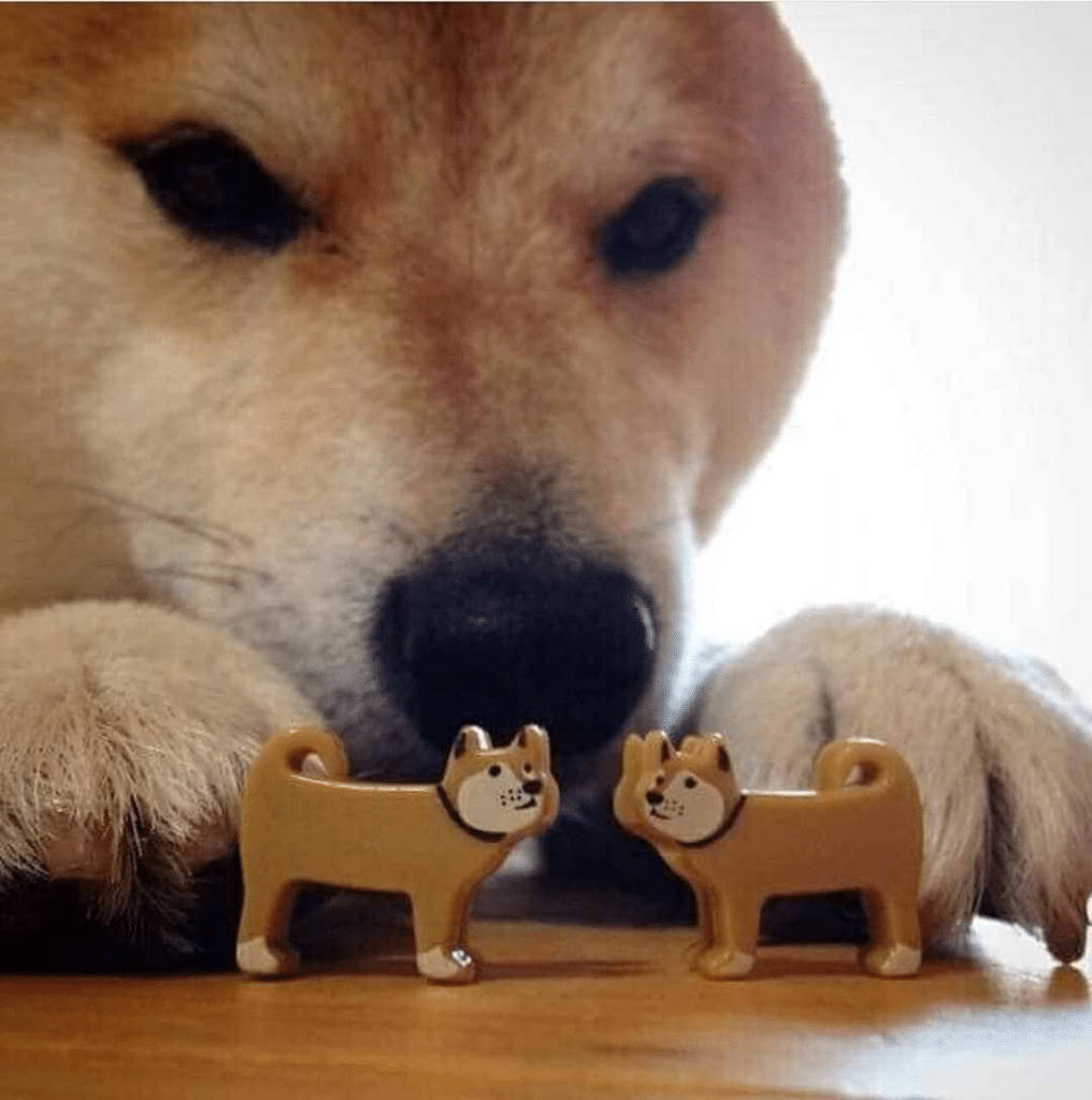 Meme Generator - Doge pushing doge toys together - Newfa Stuff
